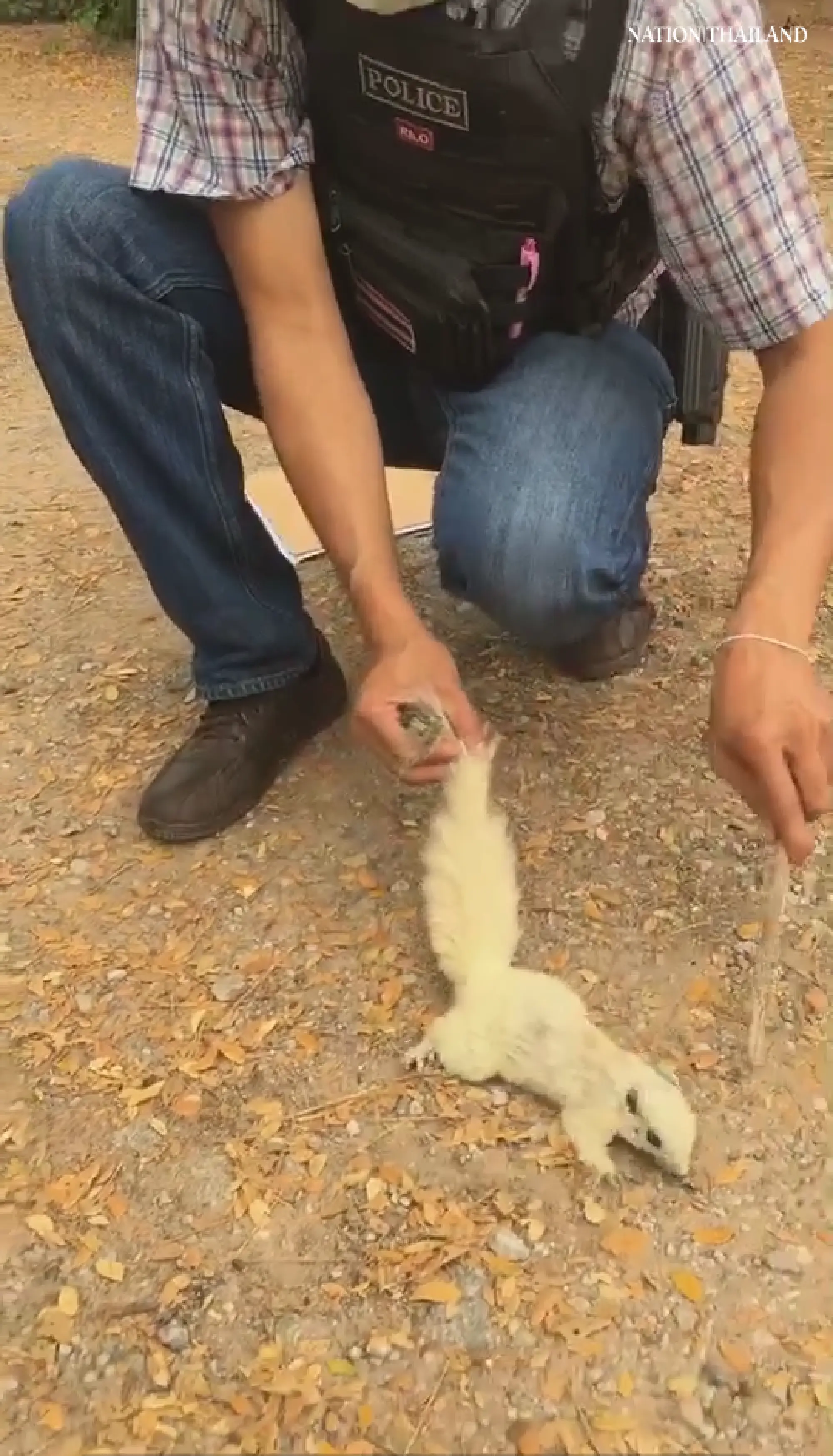 Electrocuted squirrel brought back to life